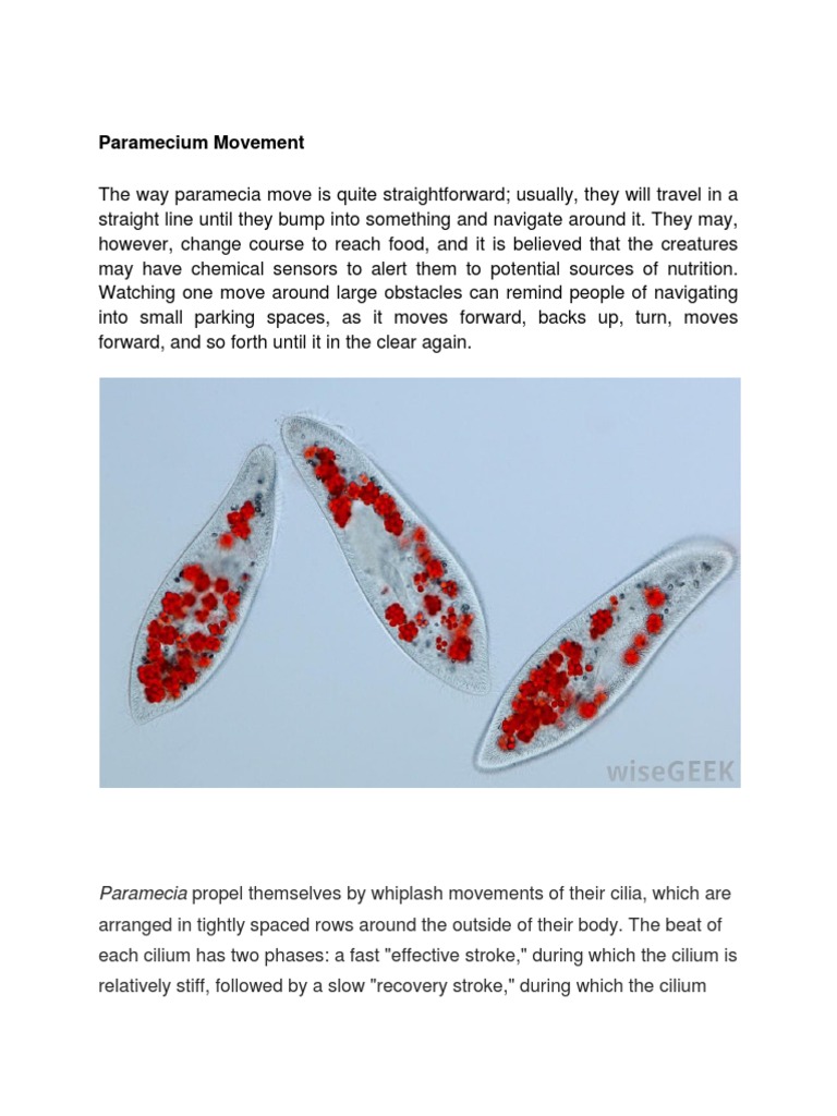 Movement of Paramecia | PDF | Cell Biology | Biology