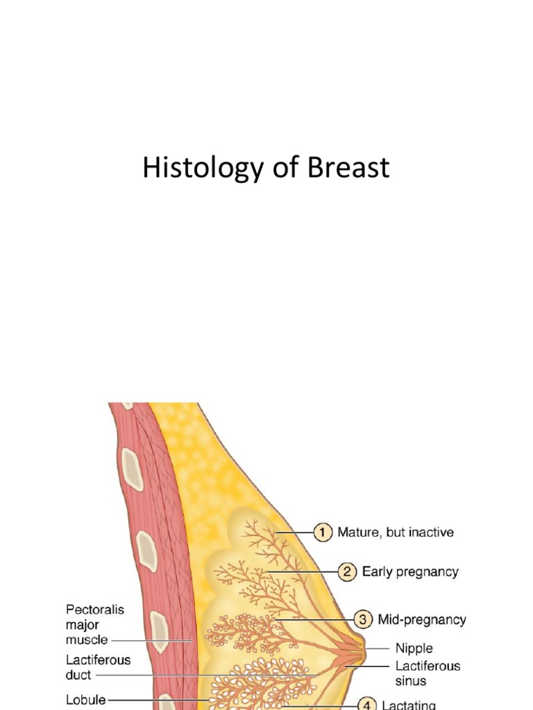 Histology of Breast | PDF | Secretion | Anatomy