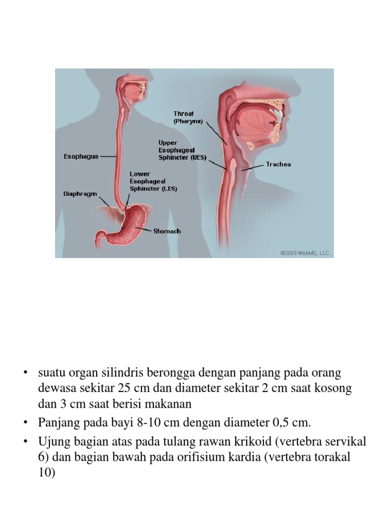 Anatomi Esofagus | PDF