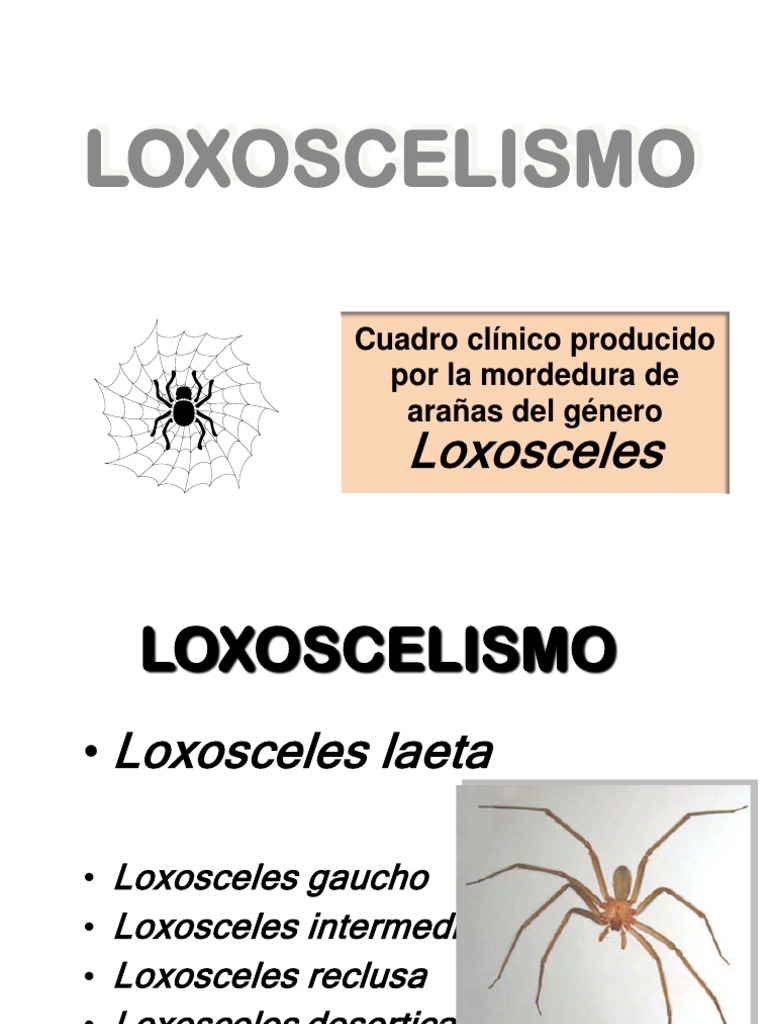 Loxoscelismo: Síntomas y Tratamiento | PDF | Coagulación | Medicina CLINICA