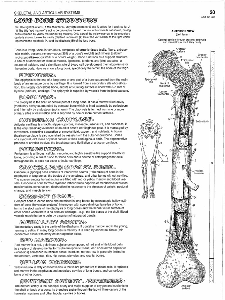 Ch02 Bones Coloring The Anatomy | PDF