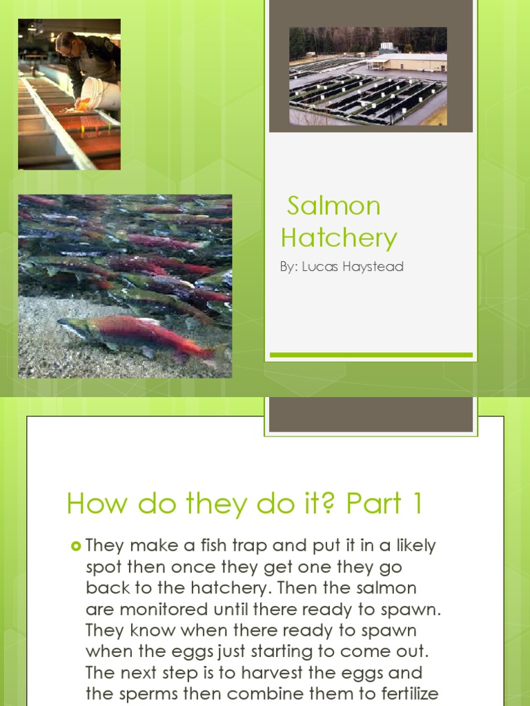 Salmon Hatchery Process Explained | PDF