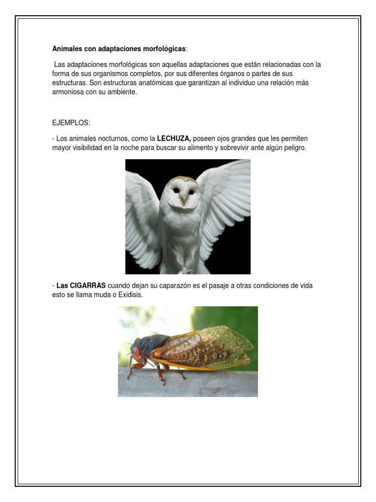 Ejemplos de Adaptaciones Morfológicas en Animales | PDF