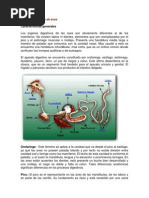 Anatomia y Fisiologia Del Pollo | PDF | Pollo | Anatomia animal
