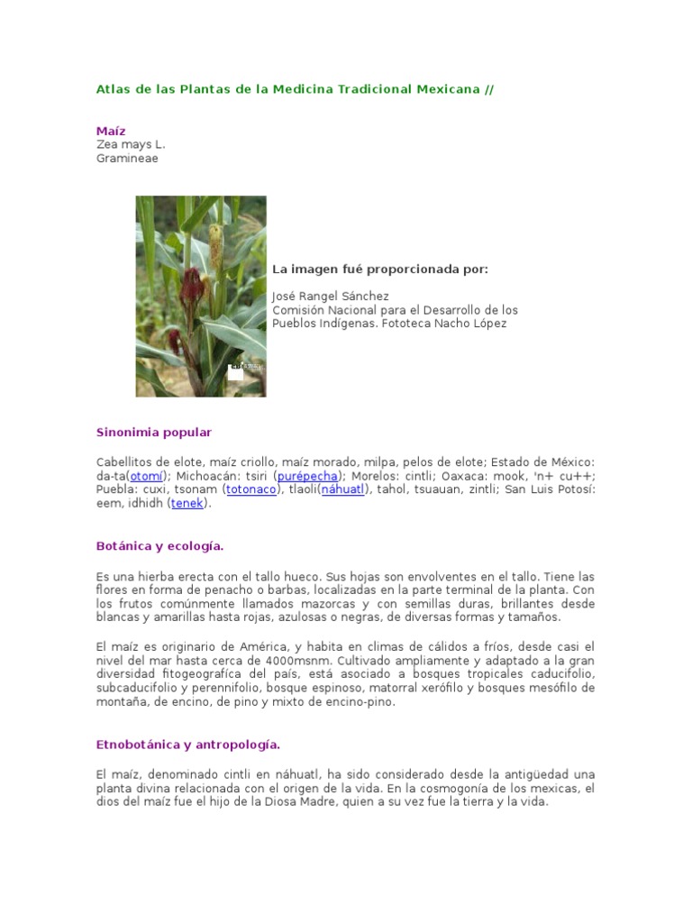 Elote o Maíz - Plantas de La Medicina Tradicional Mexicana | PDF | Maíz ...
