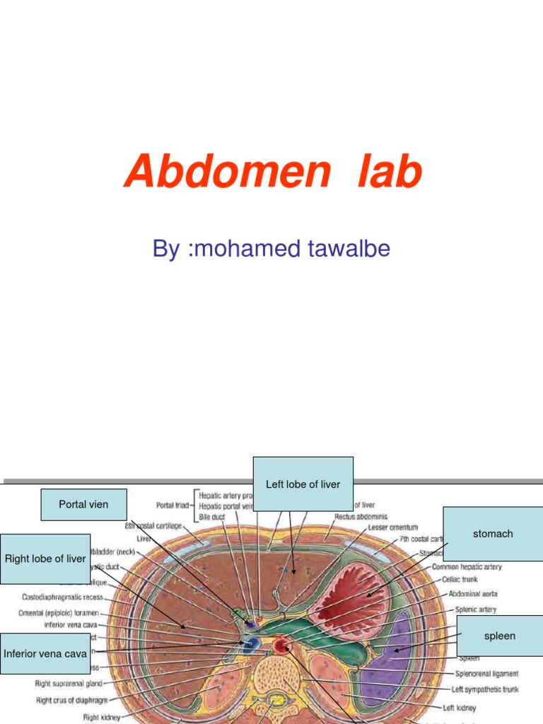 Abdomen Lab | PDF | Pancreas | Kidney