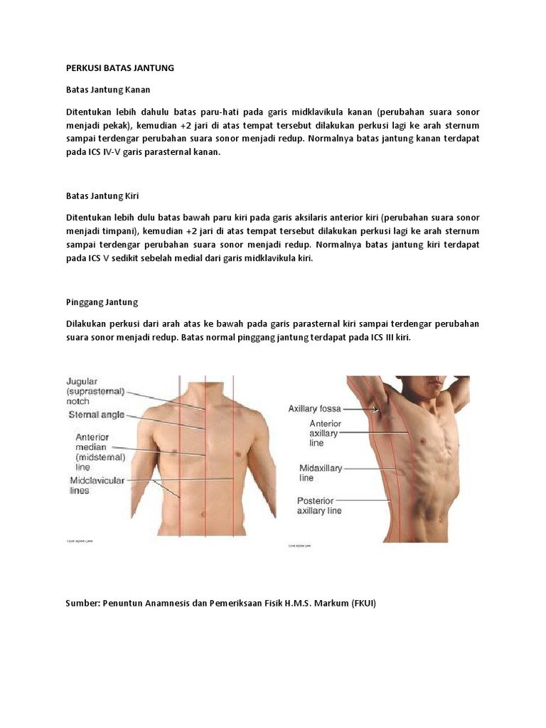 Perkusi Batas Jantung Normal | PDF