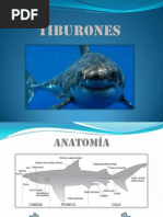 Clasificación y características de condrictios | PDF | Vertebrados ...