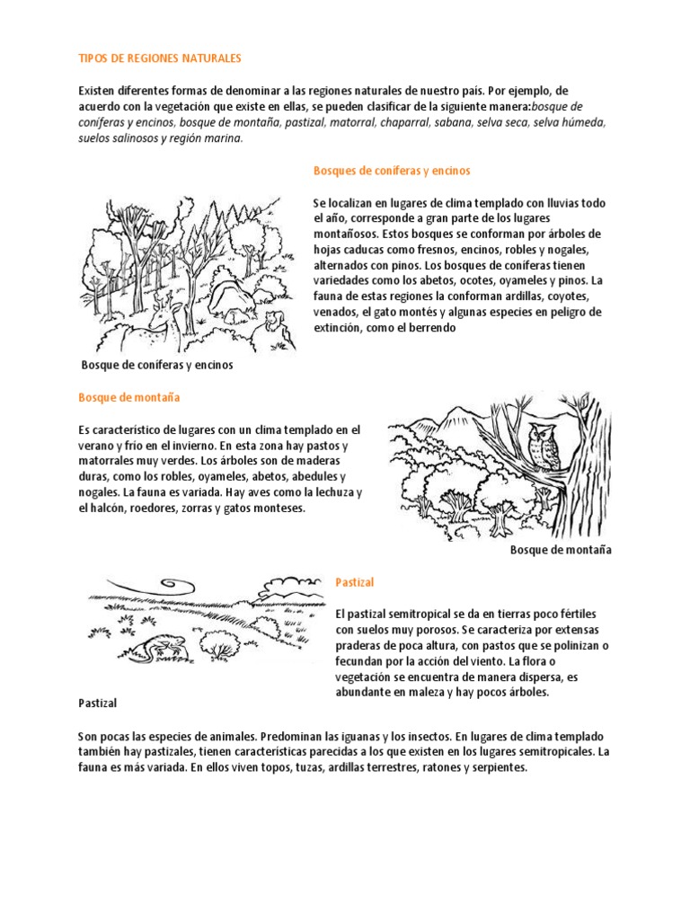 Tipos de Regiones Naturales | PDF | Selva | Los bosques