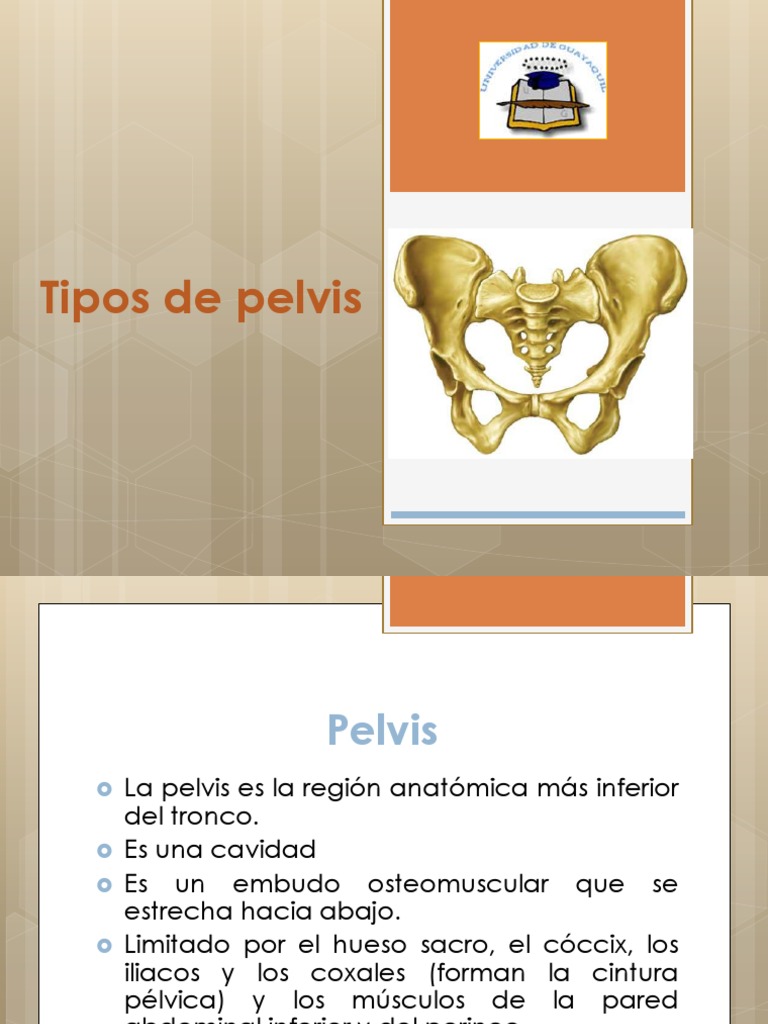 Pelvis y Tipos de Pelvis | Pelvis | Sistema esquelético