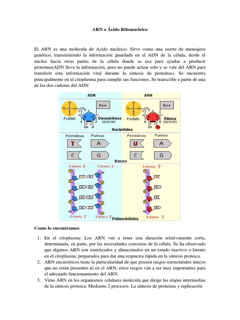 ARN o Ácido Ribonucleico | PDF | Rna | Ribosoma
