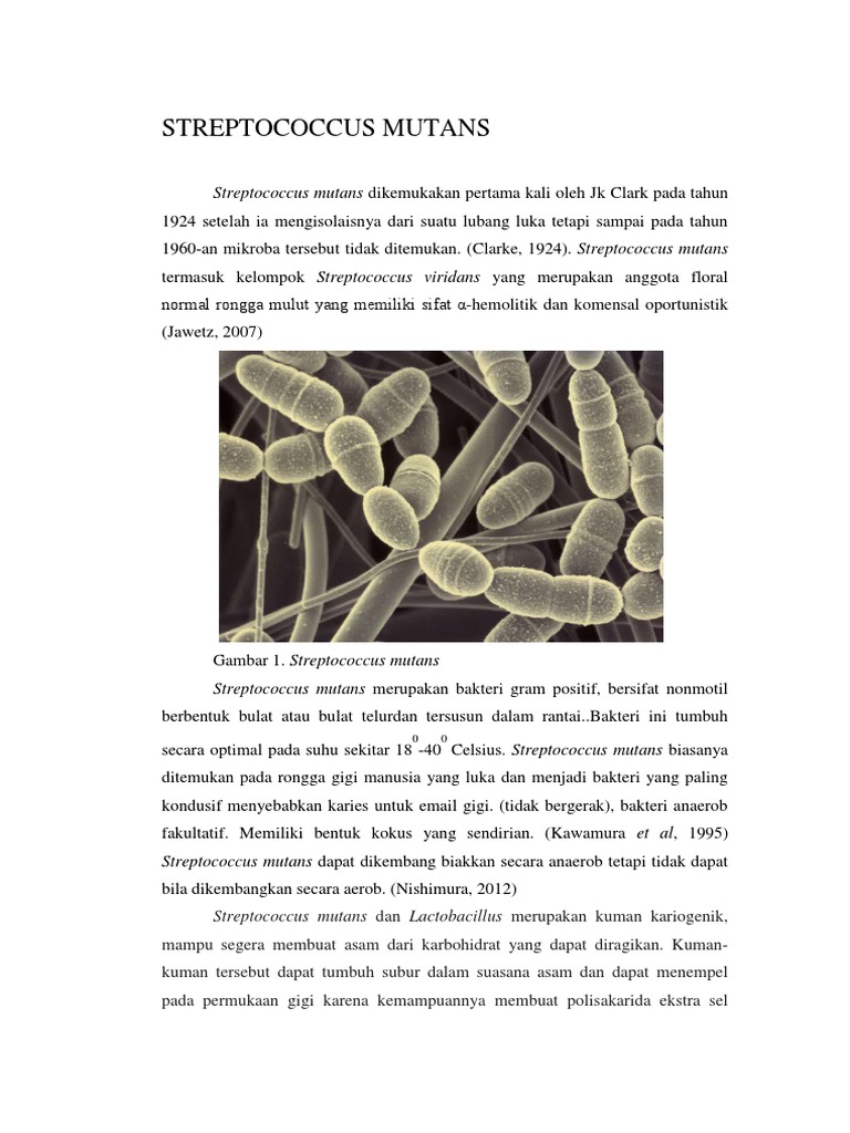Streptococcus Mutans Bo | PDF