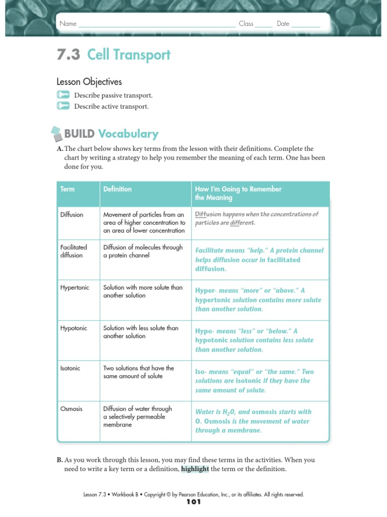 Biology 7.3 and 7.4 WS KEY | PDF | Osmosis | Cell (Biology)