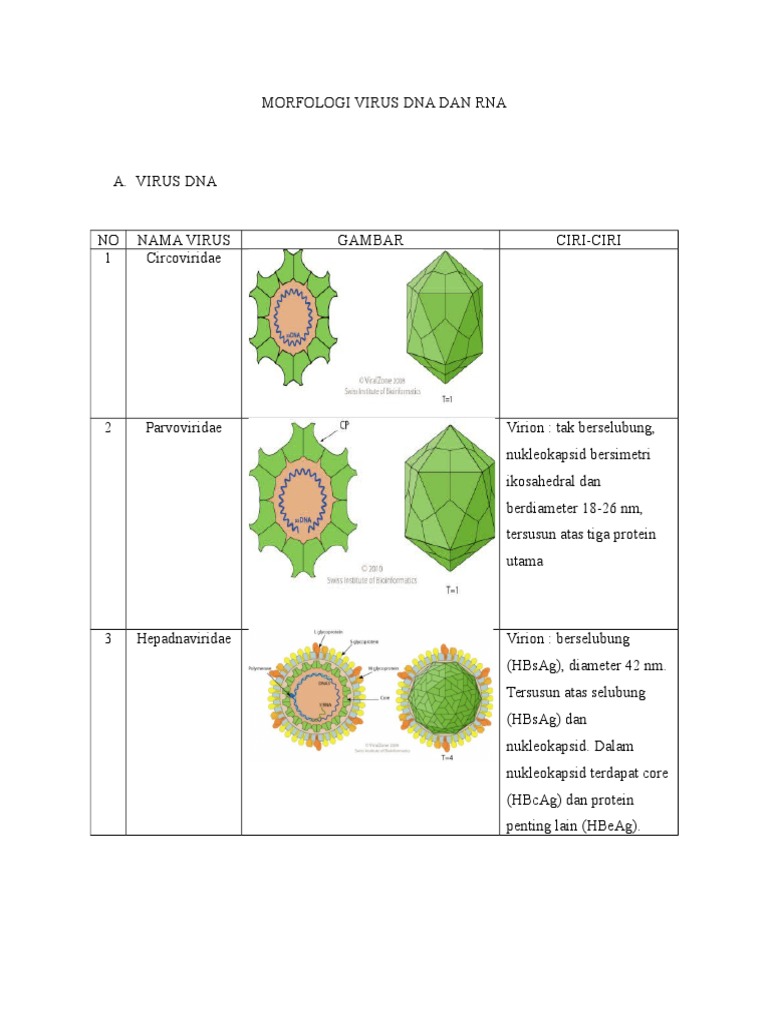 Morfologi Virus Dna Dan Rna | PDF