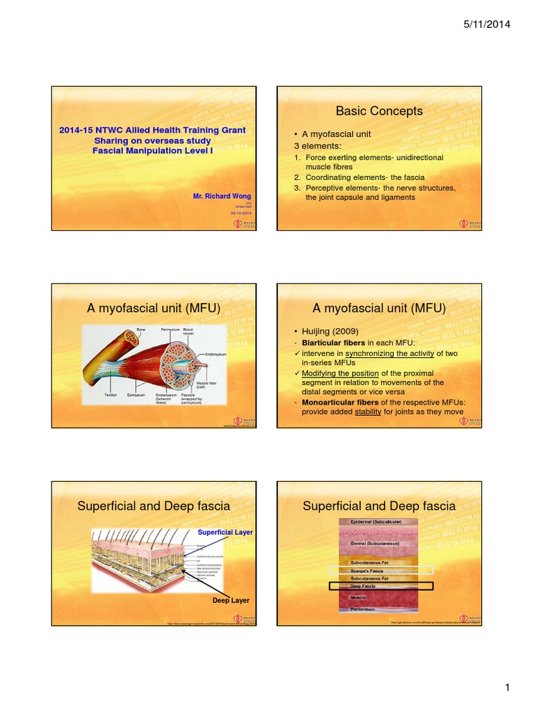 Understanding Fascia Through Its Structure, Function and Treatment of ...