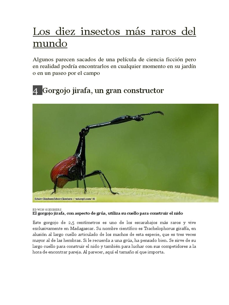 Los Diez Insectos Más Raros Del Mundo. (4 - Gorgojo Jirafa, Un Gran ...