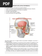 Anatomía de la Región Cigomática | PDF | Anatomía de los primates ...