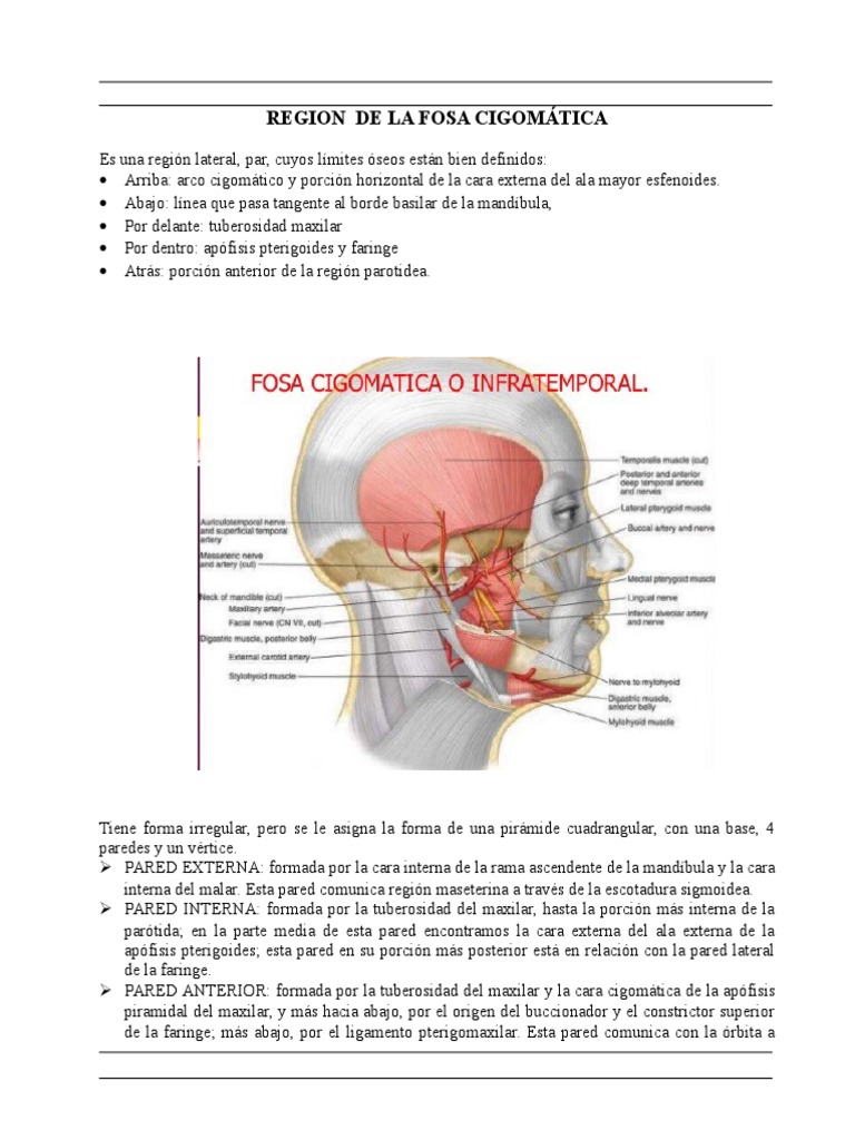 La anatomía detallada de la región de la fosa cigomática: sus límites ...