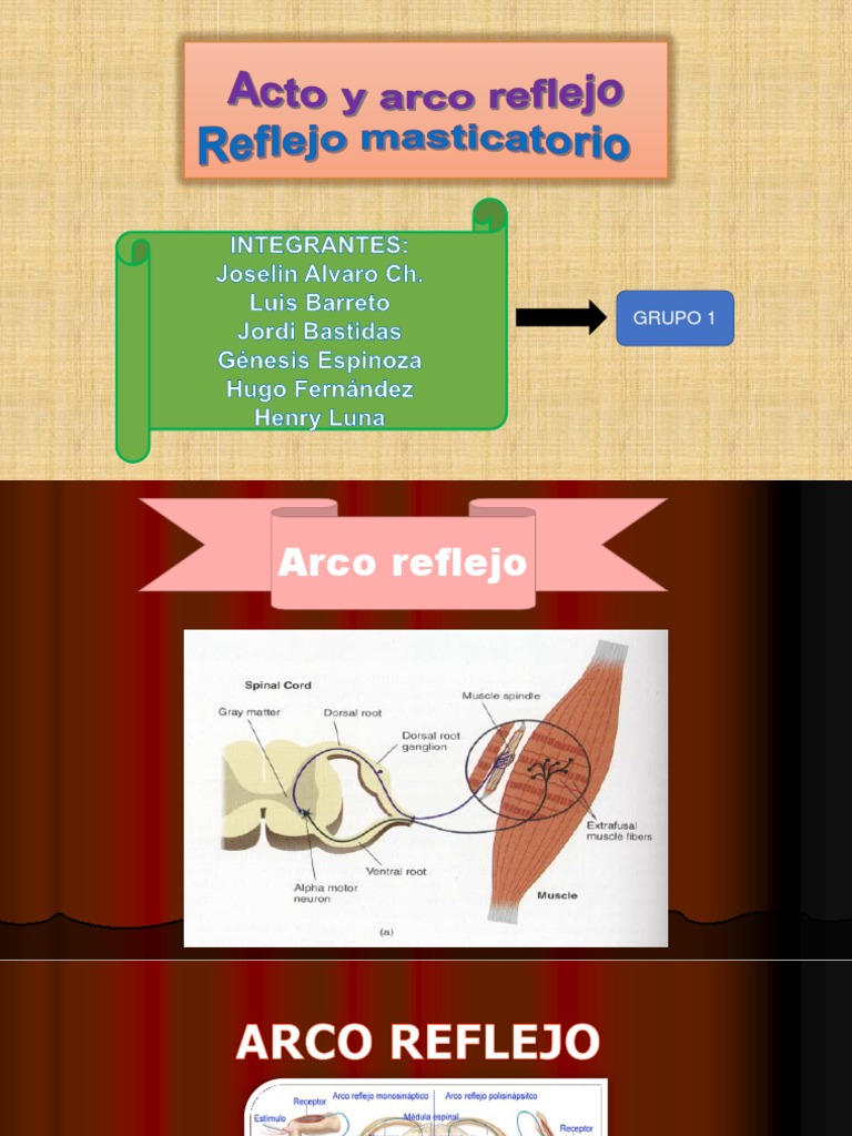 ARCO Y ACTO REFLEJO Y REFLEJO MASTICATORIO.pptx | Neurona | Neurofisiología