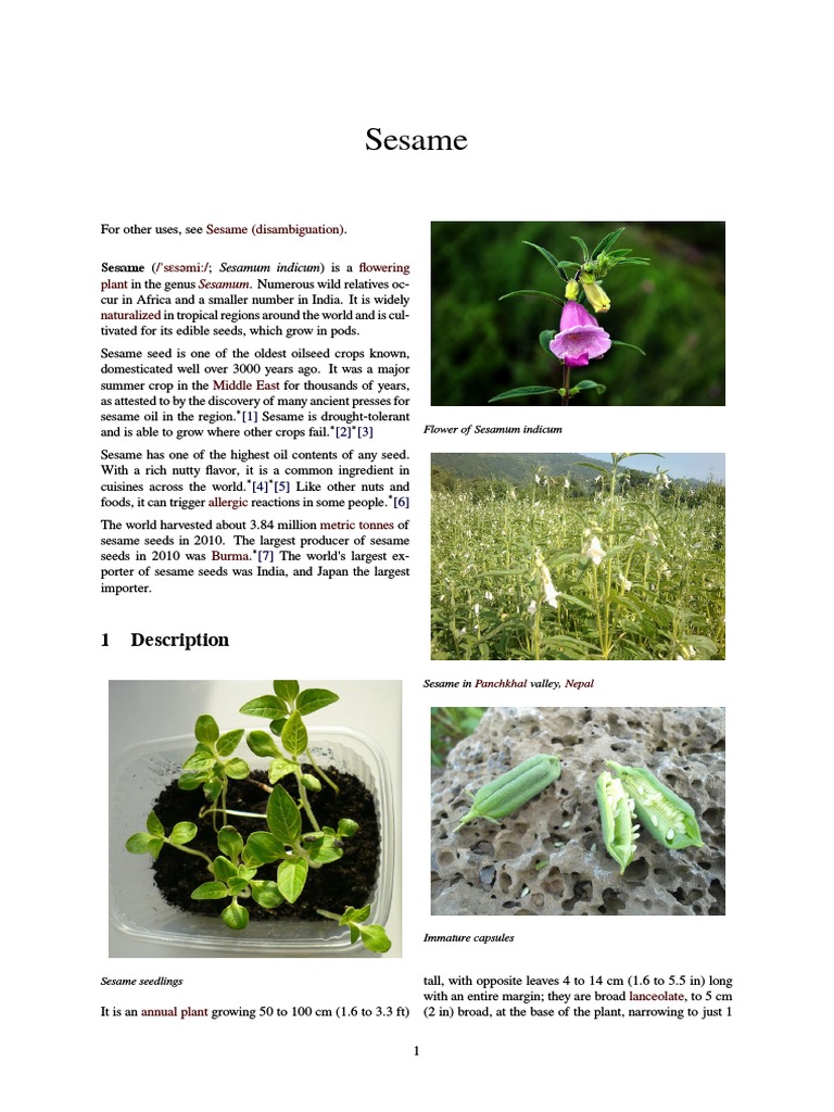 Sesame Seeds PDF | Download Free PDF | Sesame | Allergy