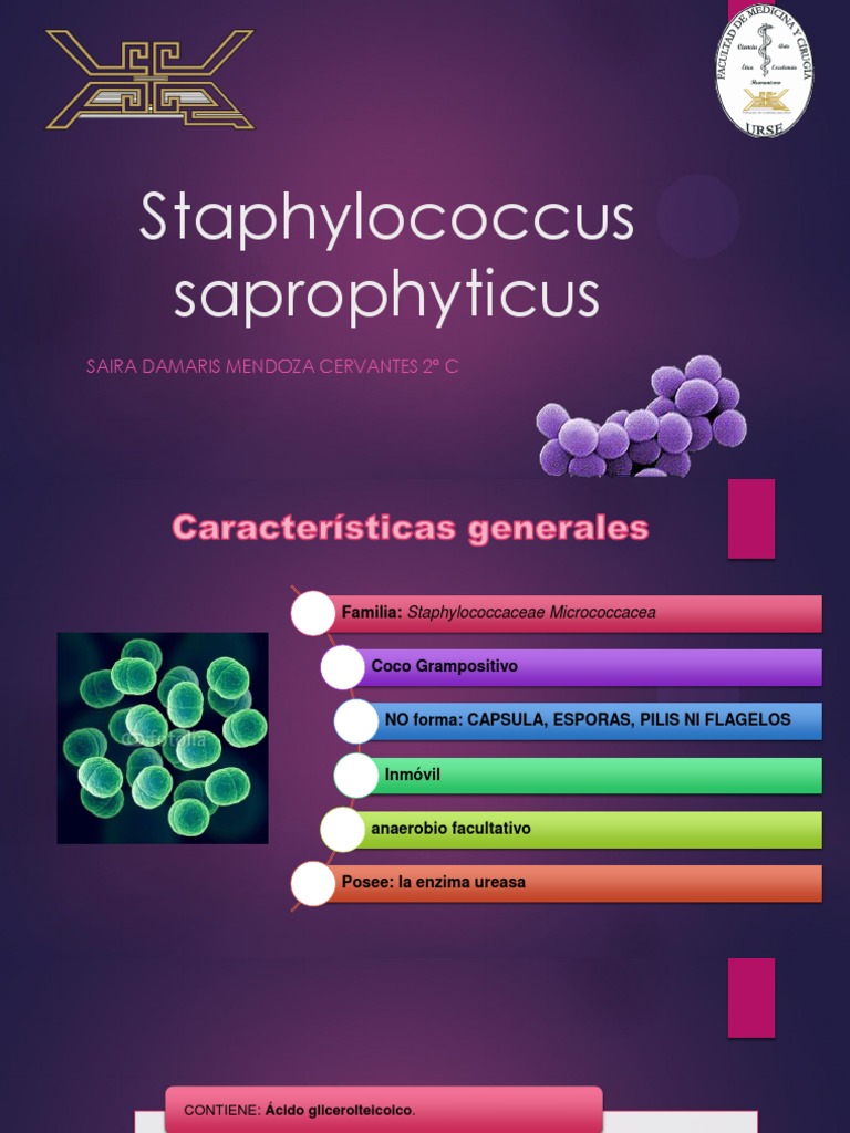 Staphylococcus Saprophyticus | PDF | Infección del tracto urinario ...