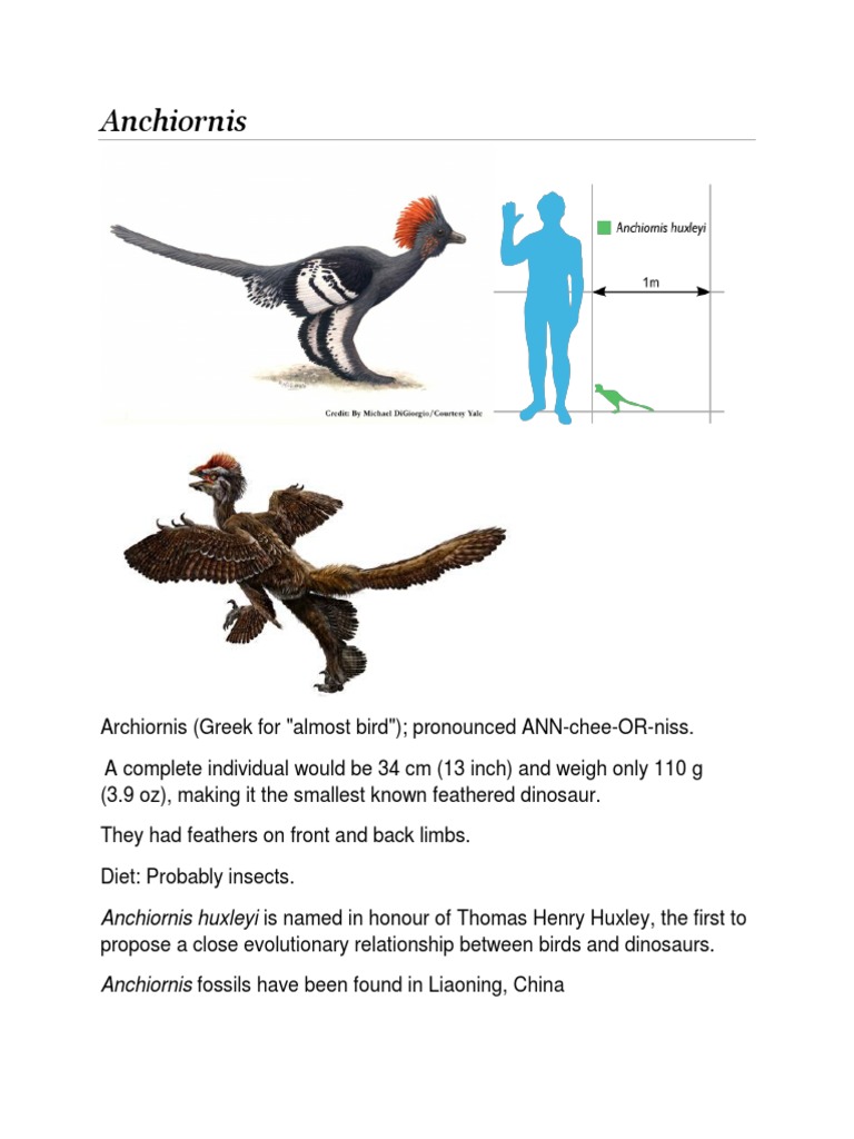 Anchiornis: Anchiornis Huxleyi Is Named in Honour of Thomas Henry ...