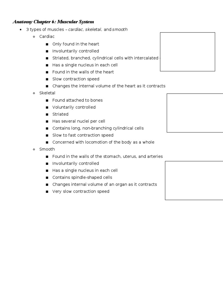 Muscular System Quiz Study Guide | PDF | Myocyte | Neuromuscular Junction