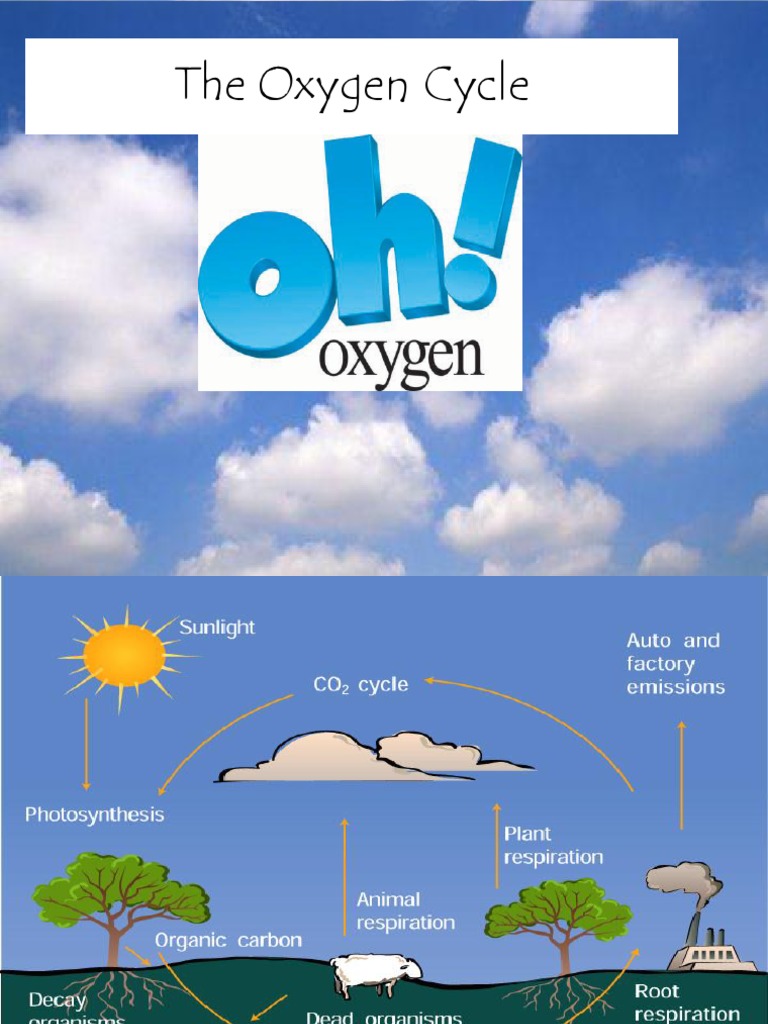 The Oxygen Cycle | PDF | Photosynthesis | Oxygen