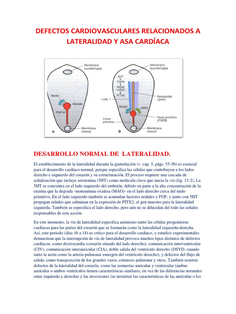 Asa Cardíaca y Lateralidad | PDF | Ventrículo (corazón) | Corazón