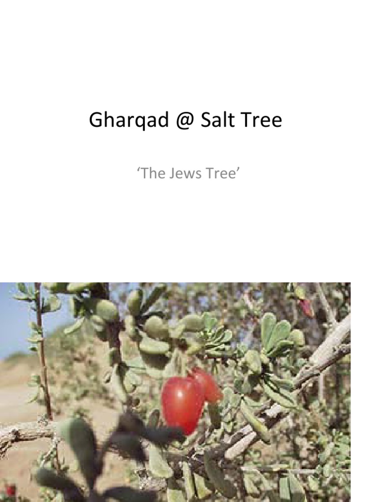 Gharqad at Salt Tree 2003 | PDF