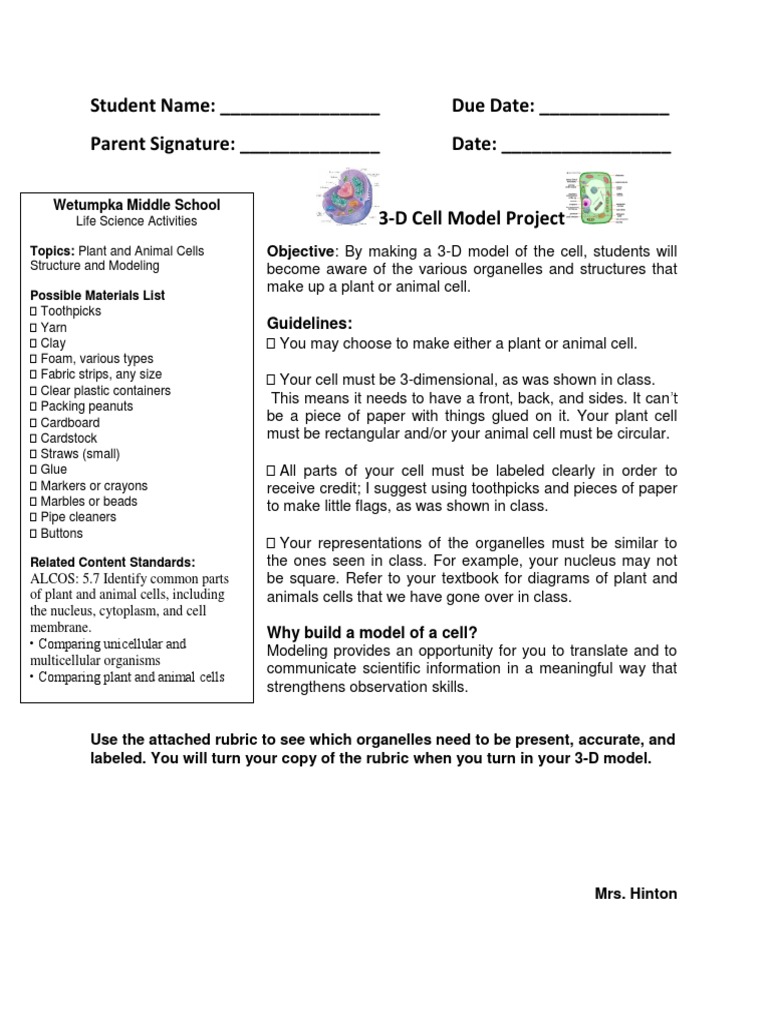Cell Project and Rubric | PDF | Eukaryotes | Cell (Biology)
