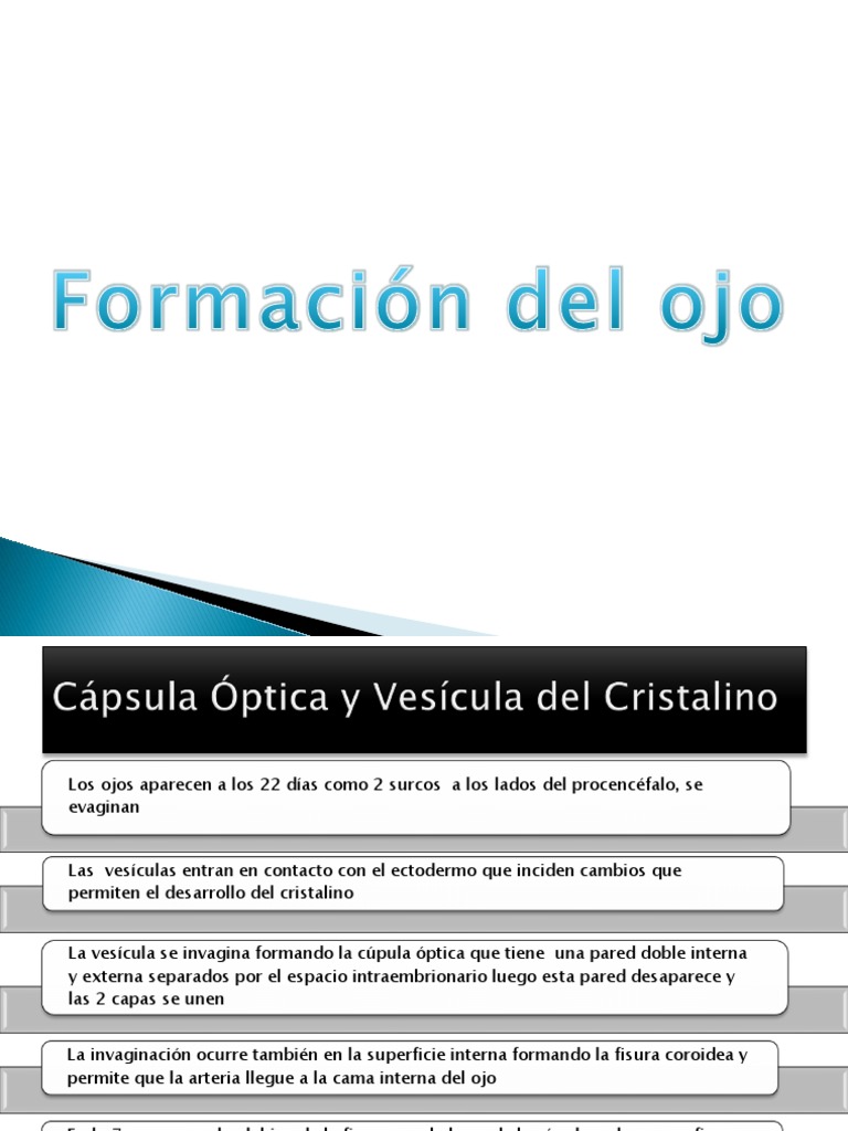 Desarrollo embrionario del ojo humano | PDF | Ojo humano | Retina