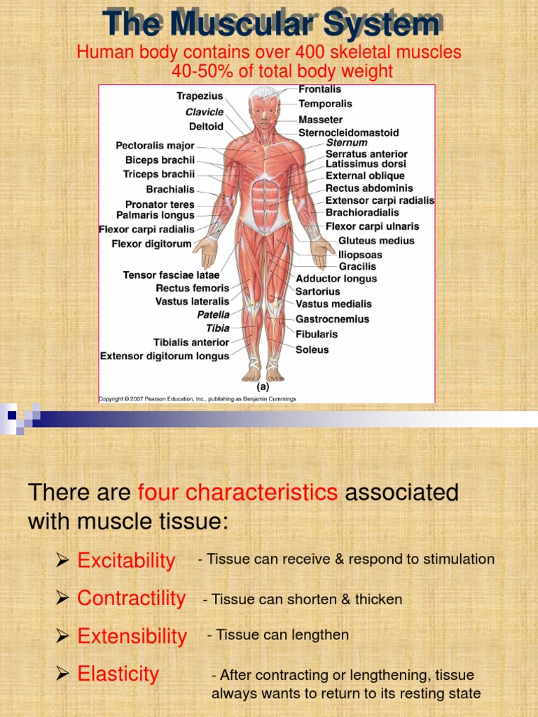 The Muscular System | PDF | Skeletal Muscle | Anatomical Terms Of Motion