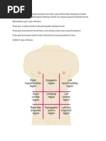 4 Kuadran Dan 9 Regio Pada Abdomen | PDF
