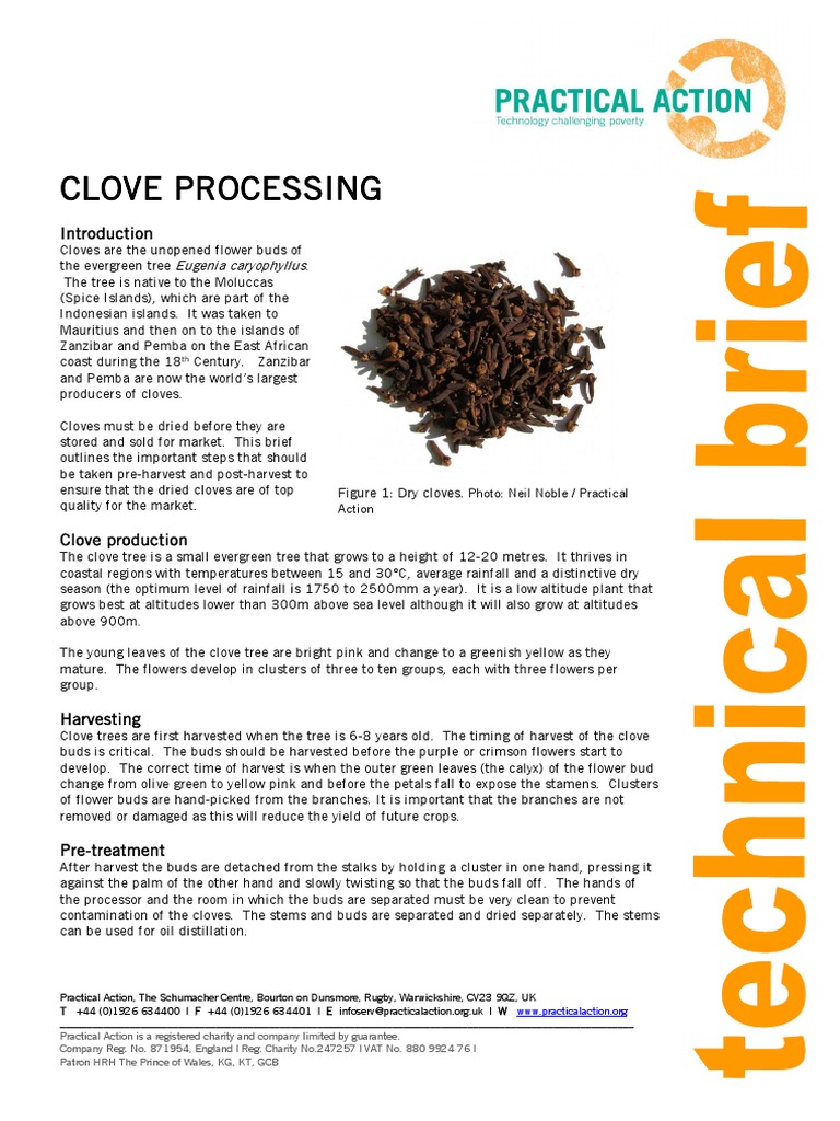 Clove Processing | Clove | Spice