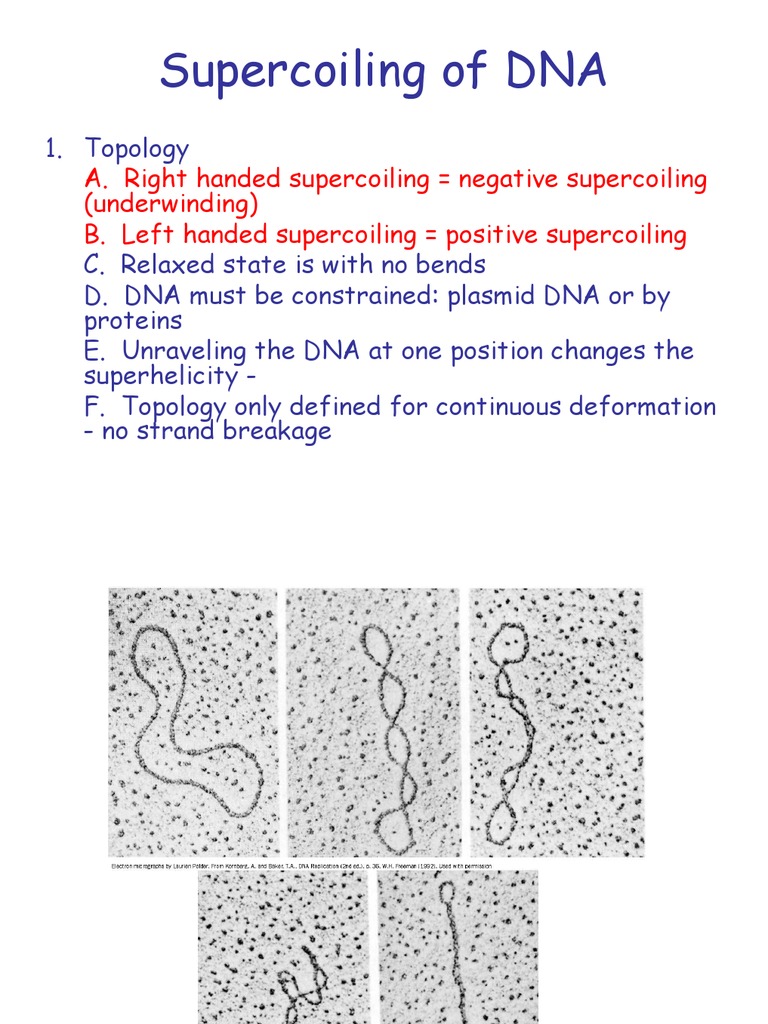 Supercoiling of DNA: 1. Topology | PDF | Molecular Biophysics | Macromolecules