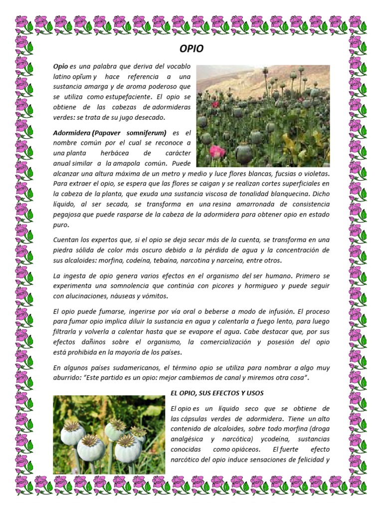 Efectos y usos del opio en medicina | PDF | Opio | Farmacología
