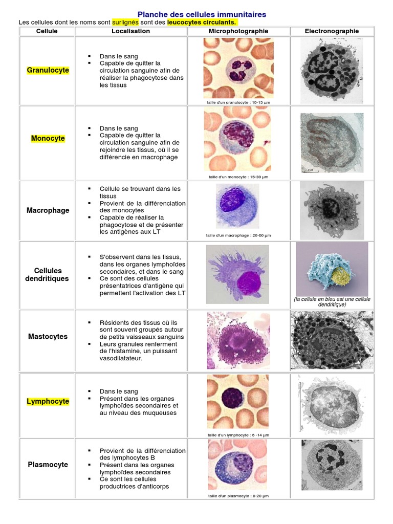 Types et rôles des cellules immunitaires | PDF | Globule blanc | Macrophage