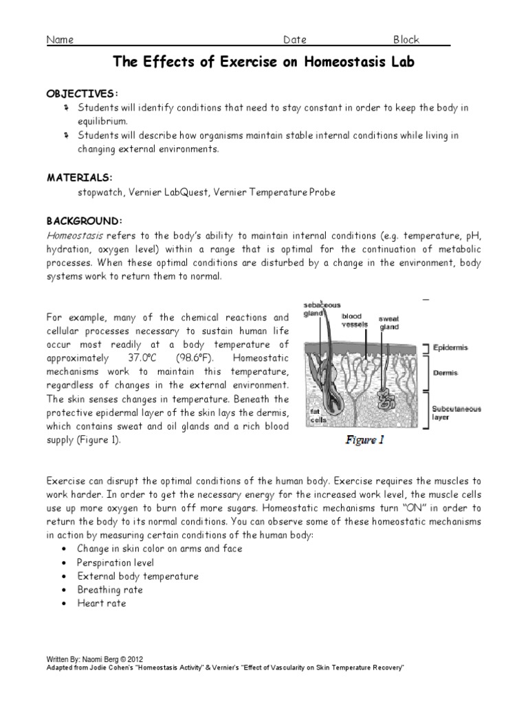 LAB - 611.effects of Exercise On Homeostasis | PDF | Homeostasis ...