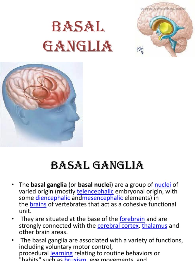 Basal Ganglia | PDF | Striatum | Basal Ganglia