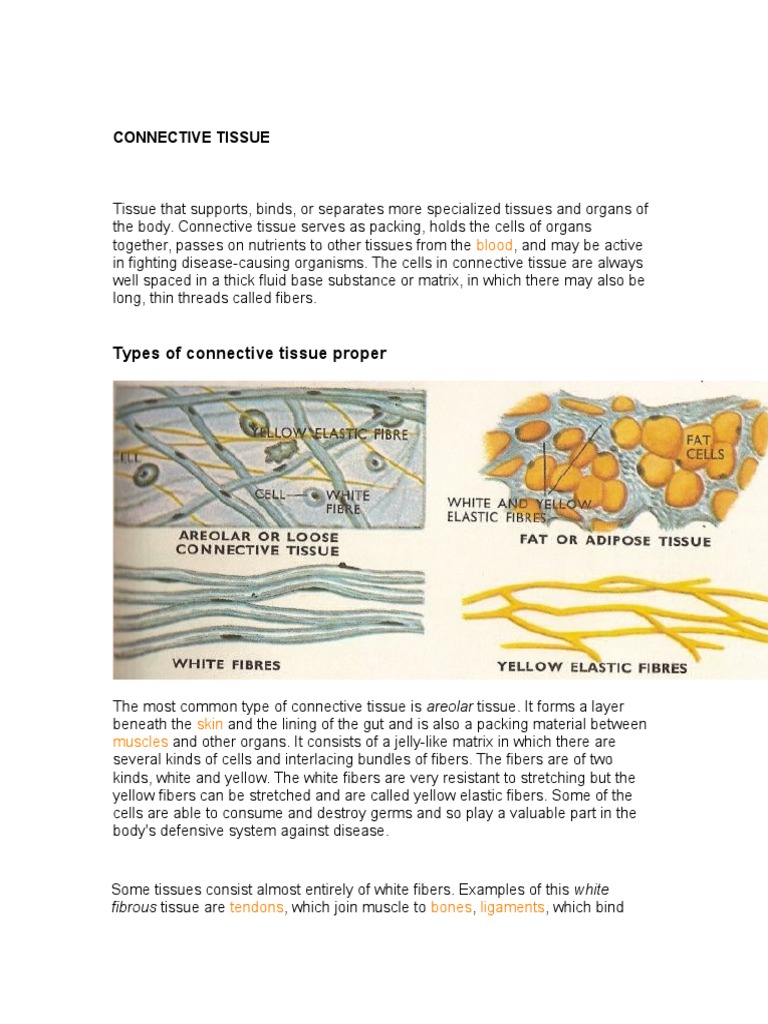 Types of Connective Tissue Proper | PDF | Bone | Osteoblast