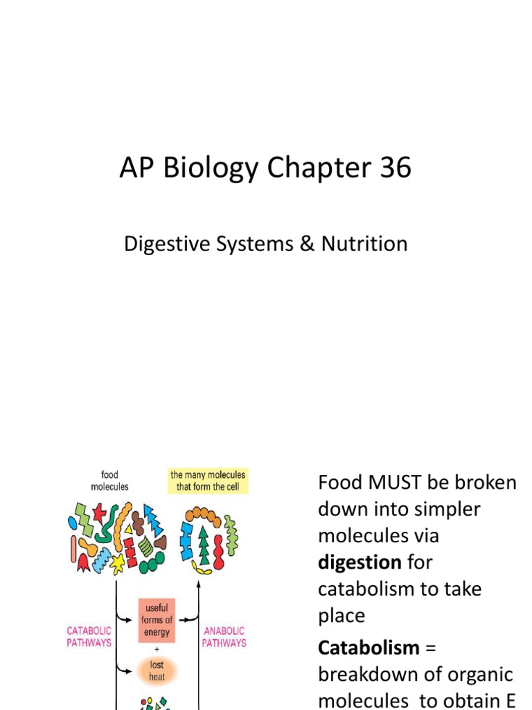 AP Biology Chapter 36: Digestive Systems & Nutrition | PDF | Digestion ...