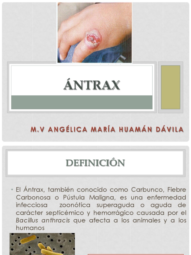 ANTRAX | Ántrax | Bacilo