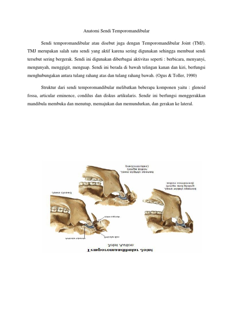 Anatomi Sendi Temporomandibular | PDF