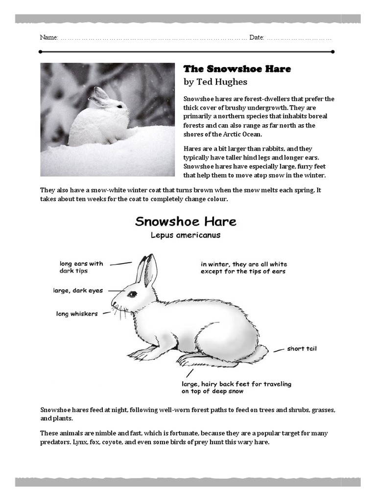 The Snowshoe Hare - Worksheet | PDF