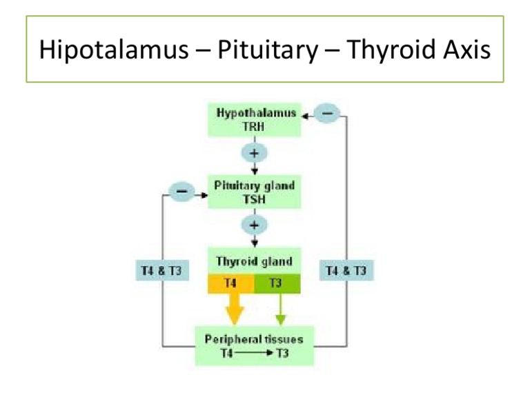 Hipotalamus - Pituitary - Thyroid Axis | PDF | Finance & Money Management