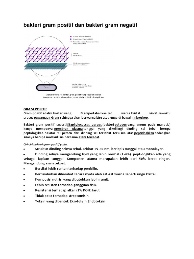 Bakteri Gram Positif Dan Bakteri Gram Negatif | PDF