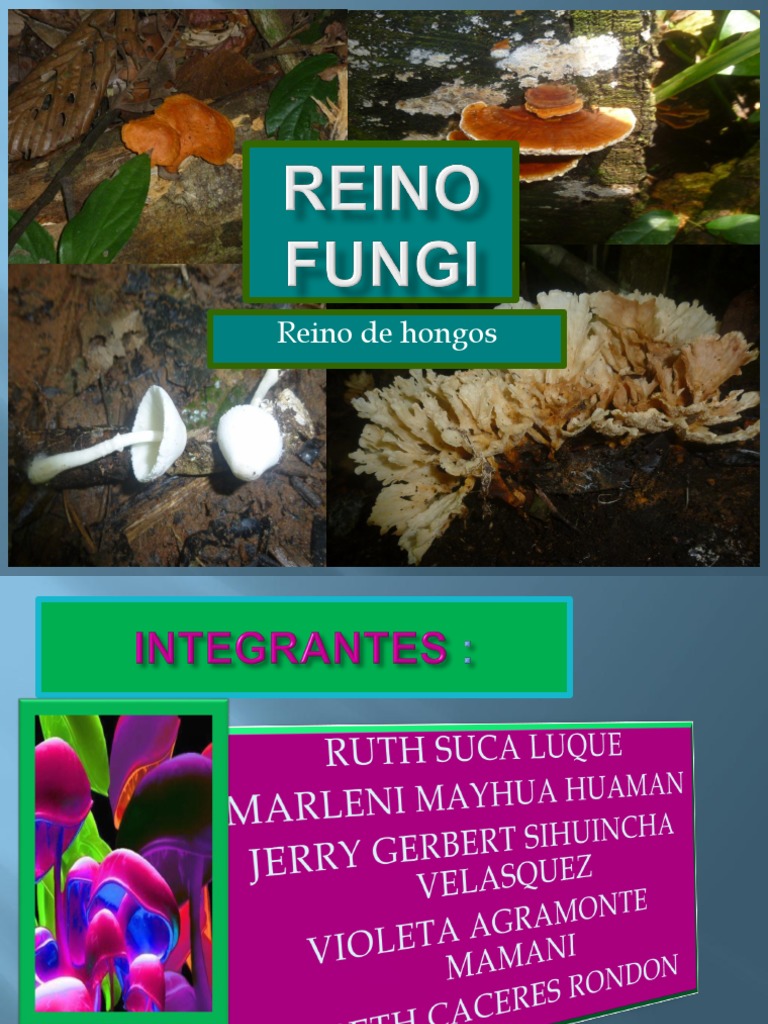 Hongos Diapositivas | PDF | Hongo | Botánica