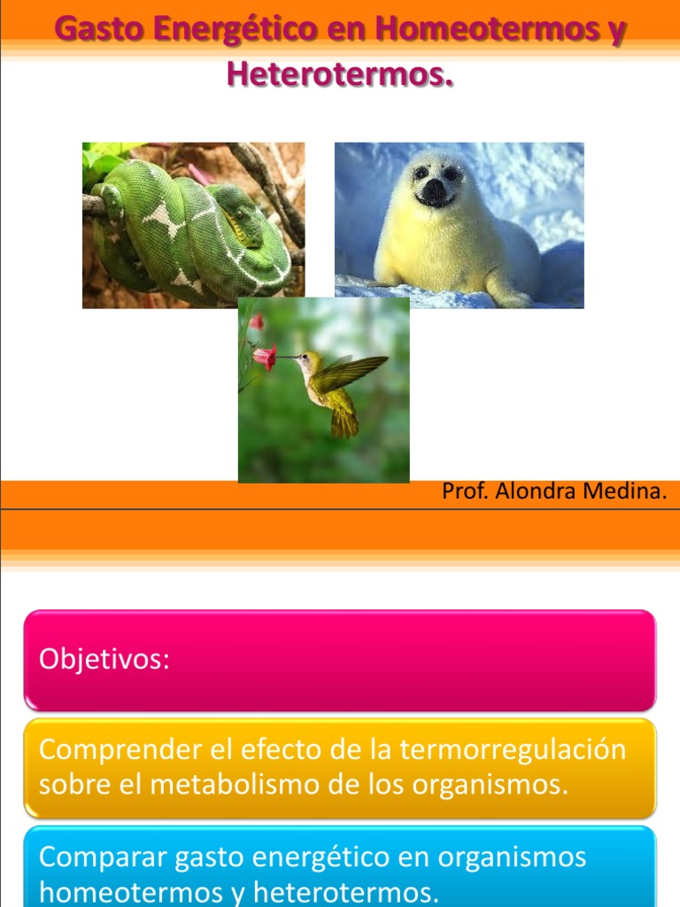 Homeotermos y Heterotermos | PDF | Metabolismo | Termorregulación