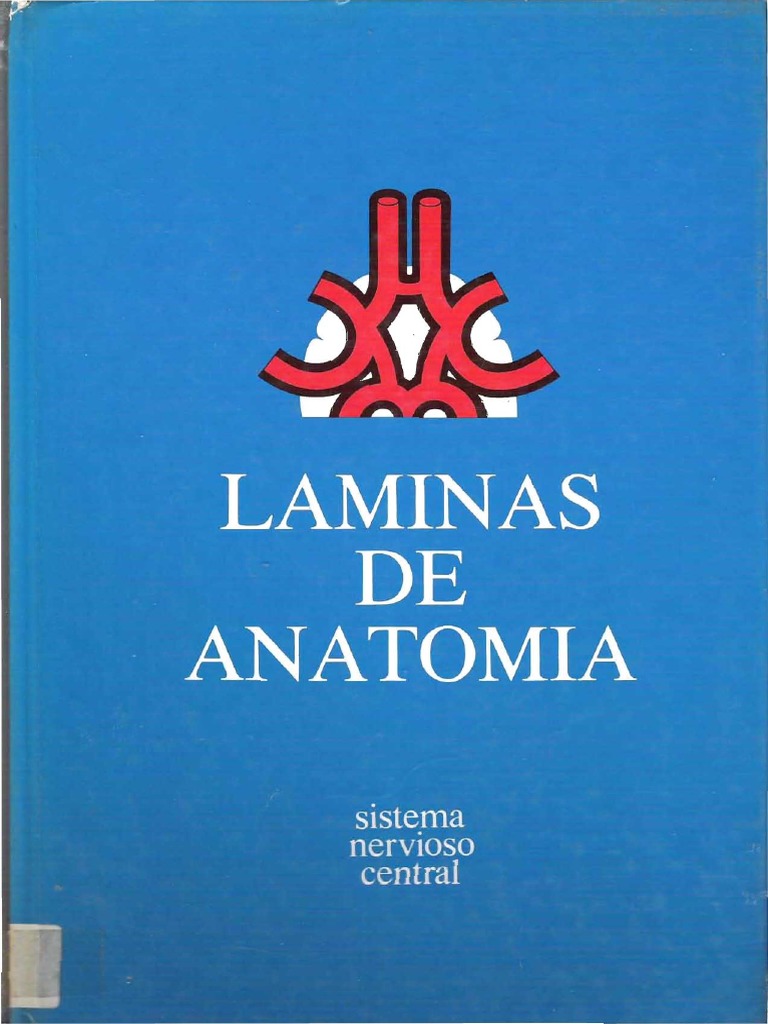 Laminas de Anatomia SNC | PDF | Neuroanatomía | Sistema nervioso central